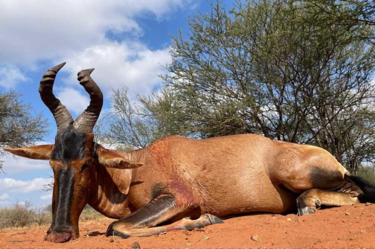 Hunting – Tally-Ho Hunting Safaris